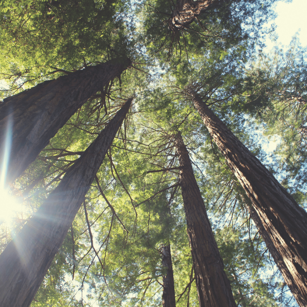 Honorisms | honorbuilt.com